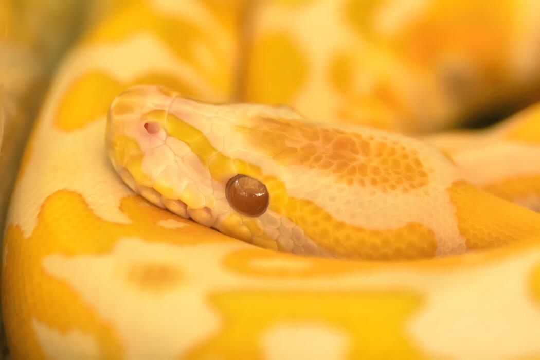 Python Stock Photos, Images and Backgrounds for Free Download