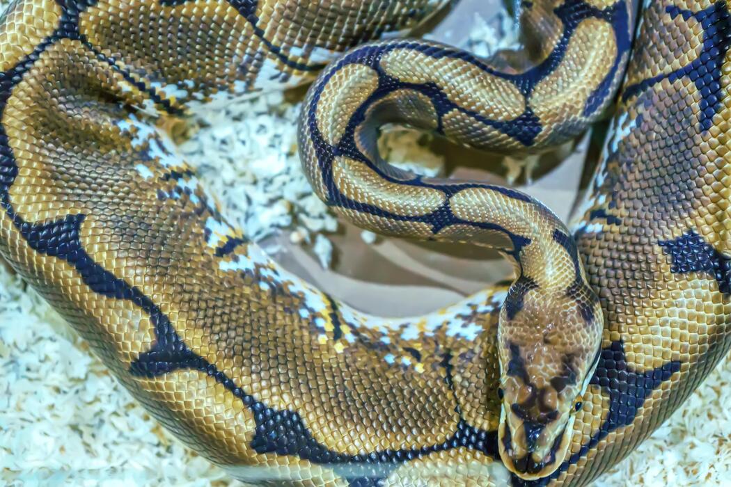 Snake Stock Photos, Images and Backgrounds for Free Download