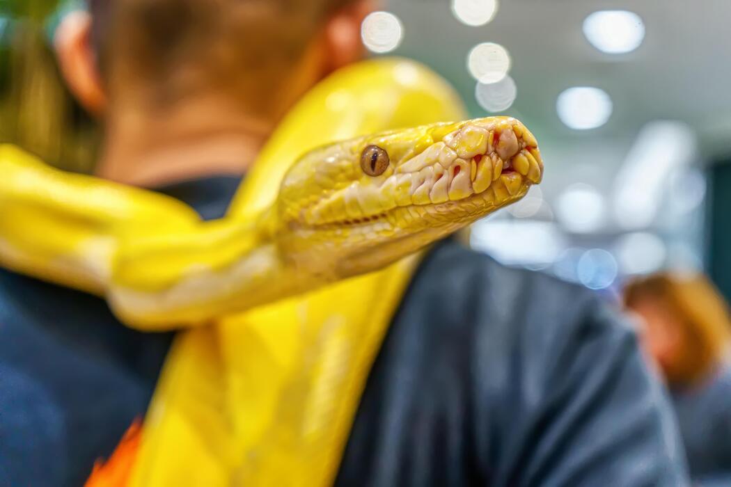 Albino Burmese Python Stock Photos, Images and Backgrounds for Free ...