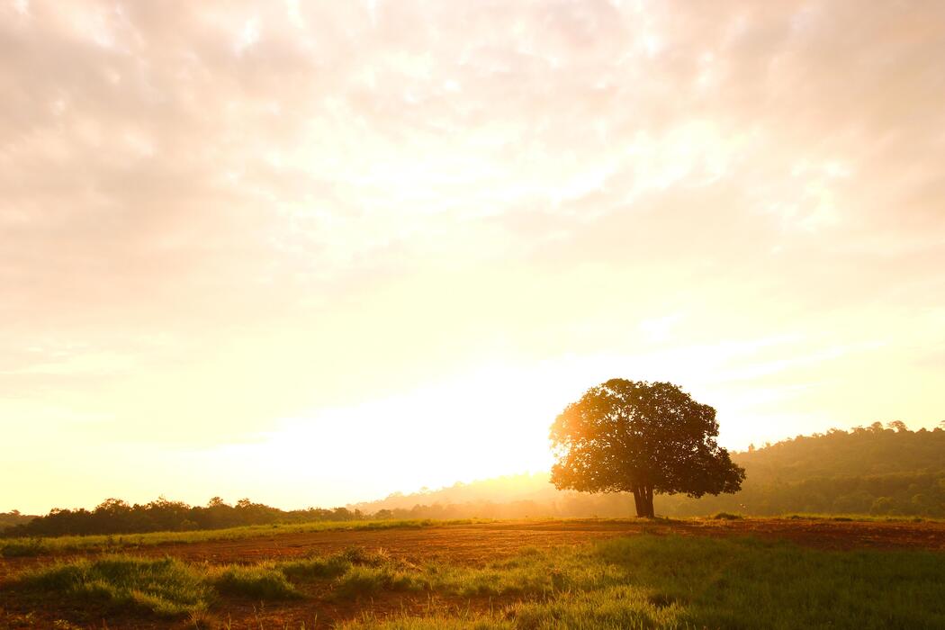 Sky Tree Stock Photos, Images and Backgrounds for Free Download