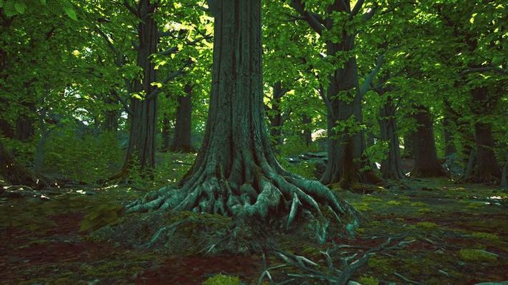 Tree Roots Stock Video Footage for Free Download