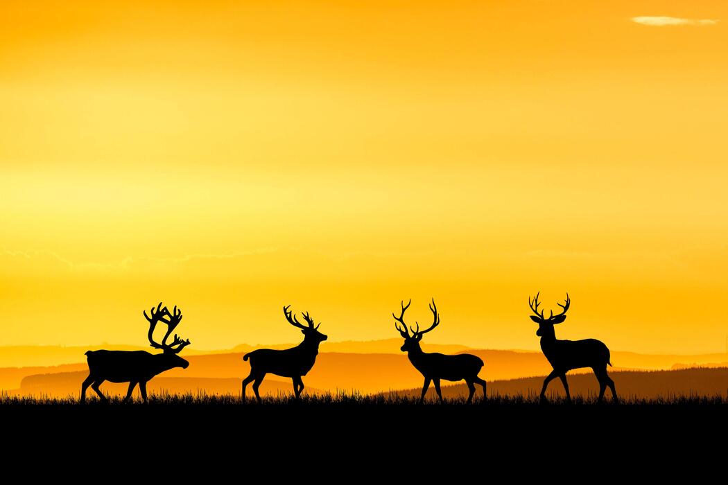 Deer Stock Photos, Images and Backgrounds for Free Download