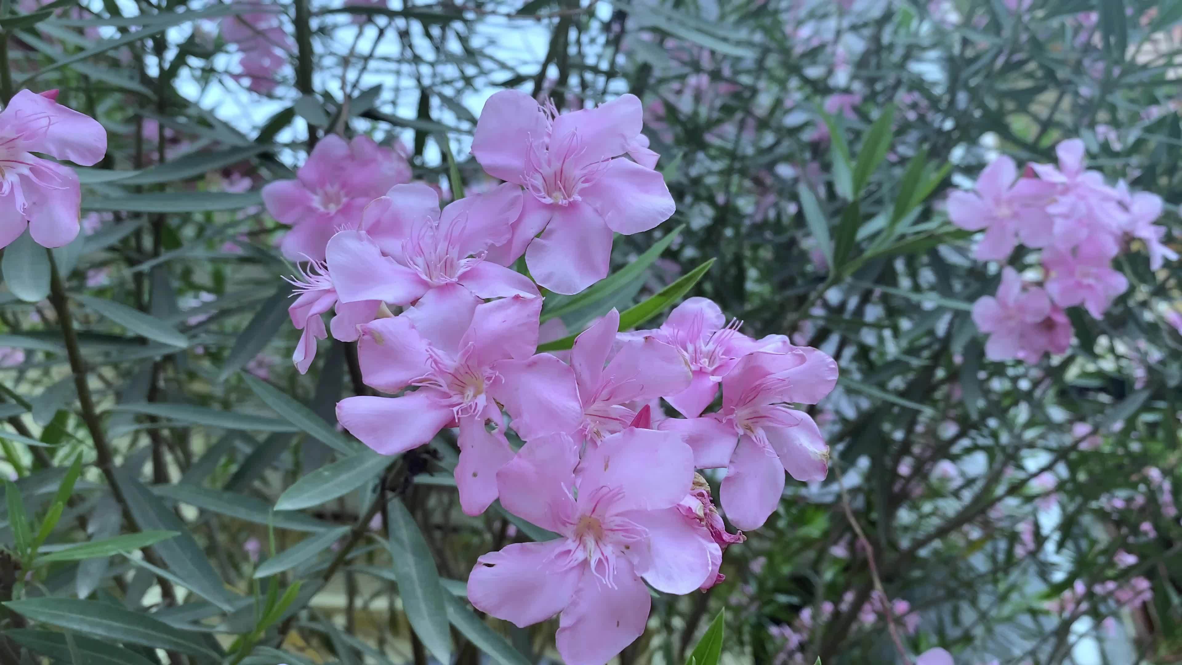 flowers blooming in the city park 8109188 Stock Video at Vecteezy