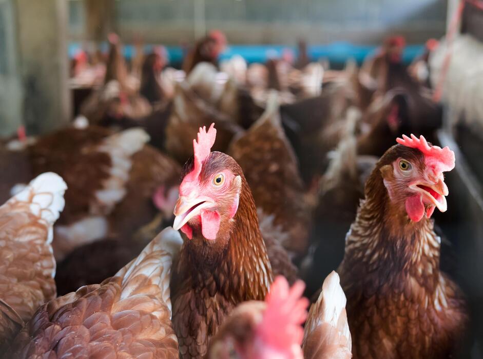 Poultry Production Stock Photos, Images and Backgrounds for Free Download