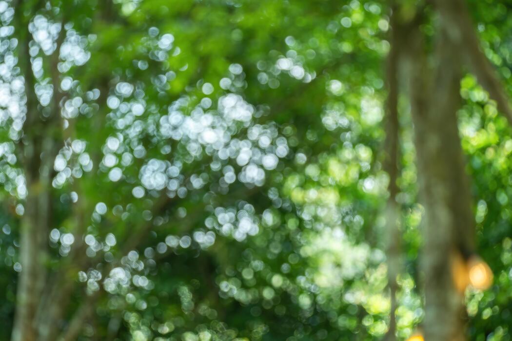 Bokeh Nature Background Stock Photos, Images and Backgrounds for Free ...