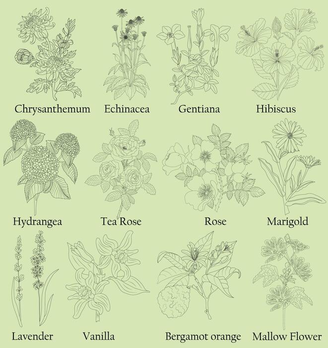 Plantas Medicinales Vectores, Iconos, Gráficos y Fondos para Descargar ...