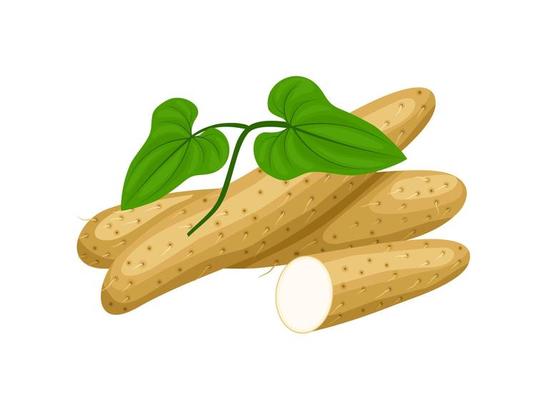 Yam Vector Art Icons And Graphics For Free Download