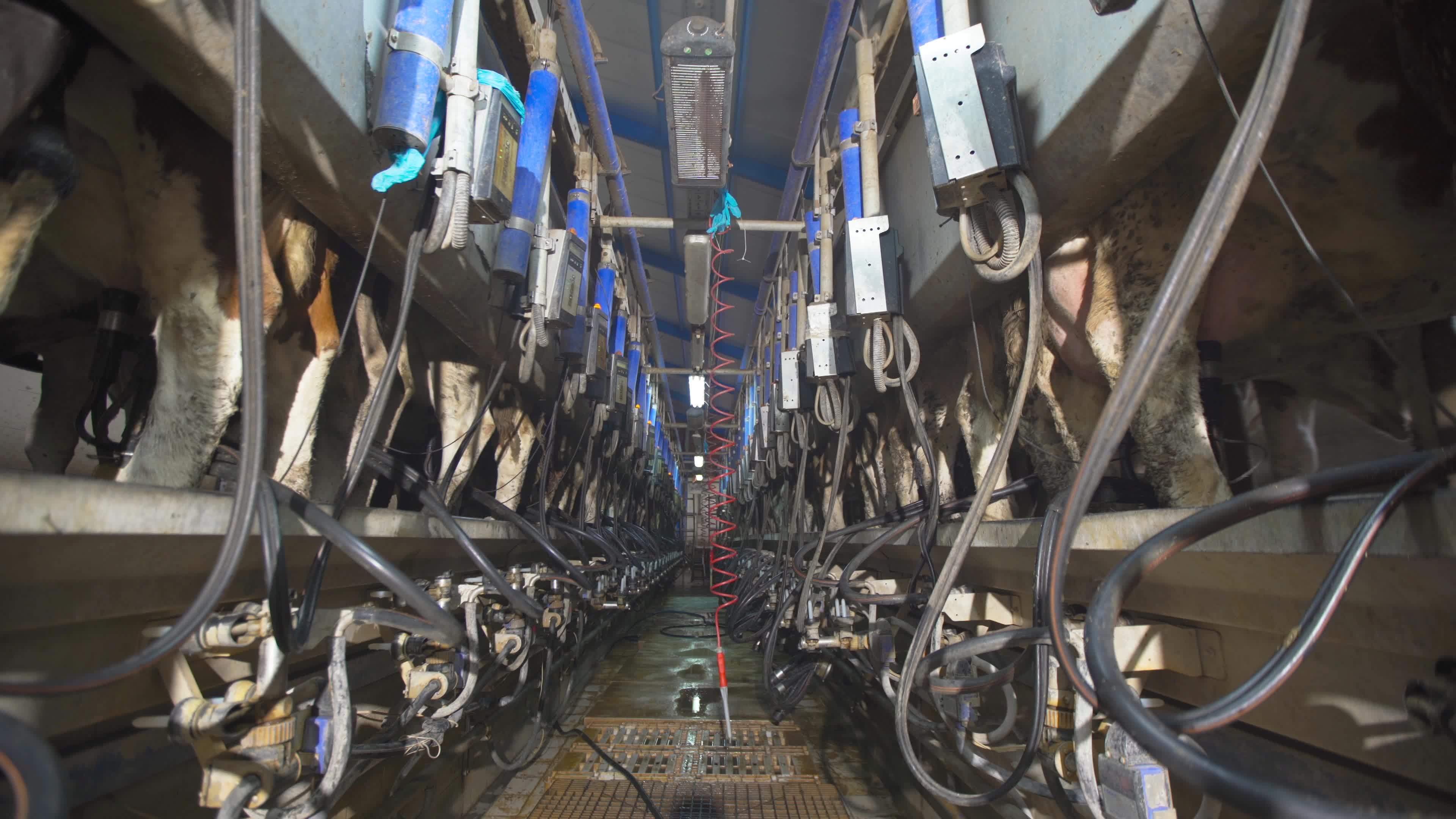 Cow Milking parlor, dairy farm. Cows in the modern milking parlor ... Cow Milking parlor, dairy farm. Cows in the modern milking parlor ...