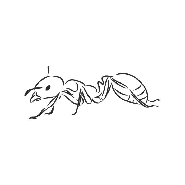 Ant Sketch Vector Art, Icons, and Graphics for Free Download