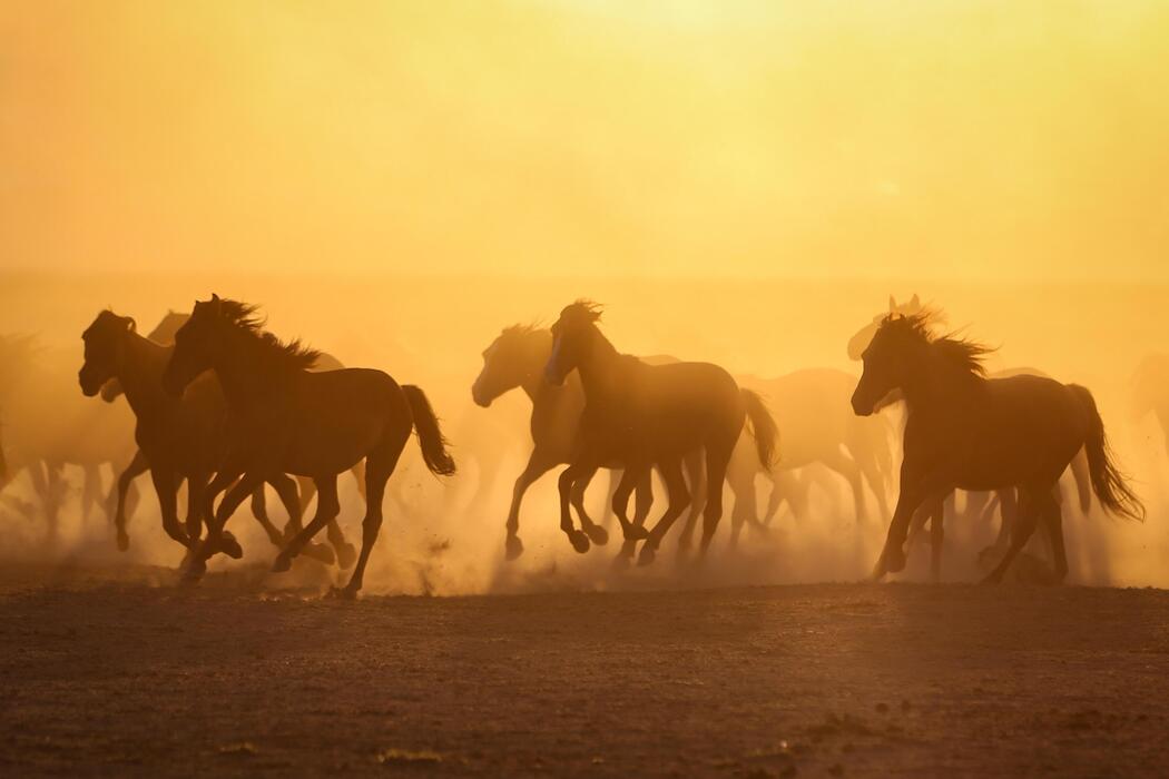 Running Horse Stock Photos, Images and Backgrounds for Free Download