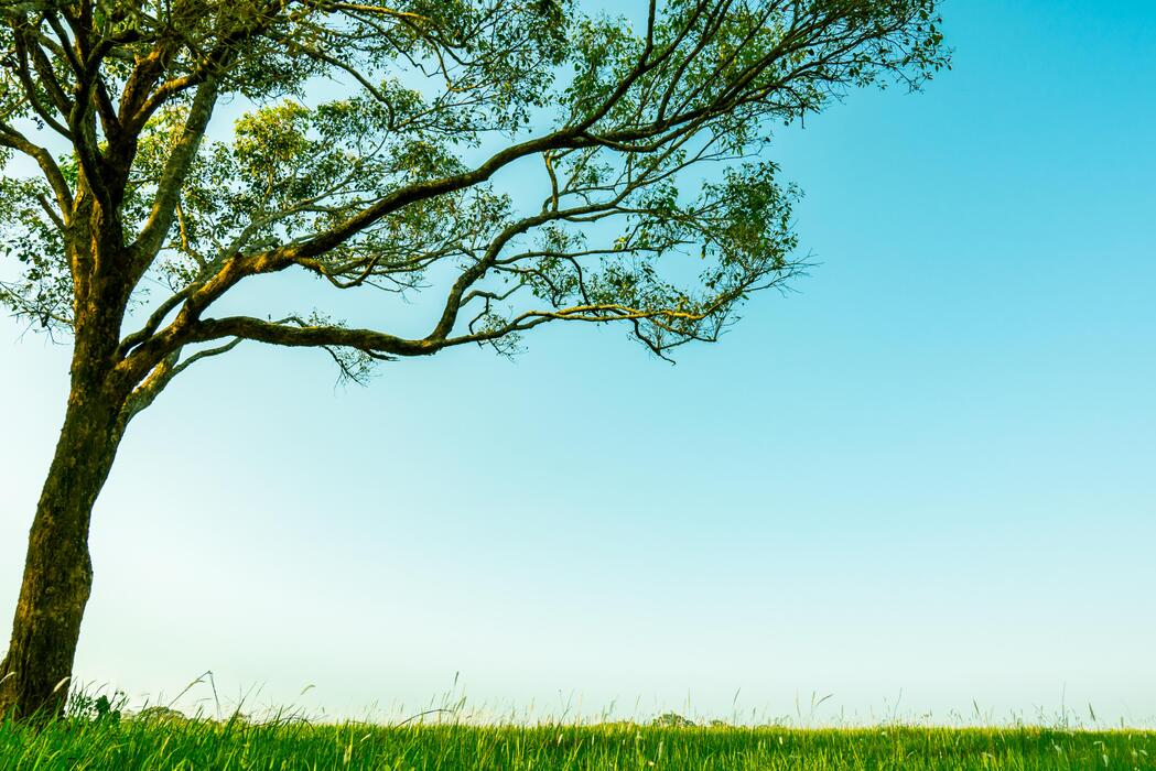 Tree Stock Photos, Images and Backgrounds for Free Download
