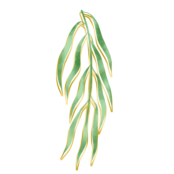 Eucalyptus Leaves Gold PNGs for Free Download
