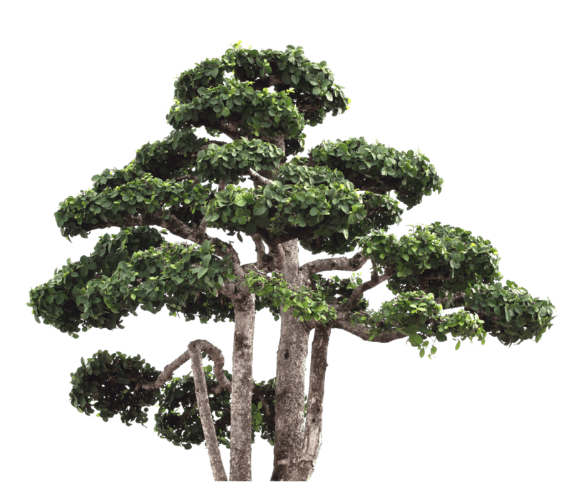 Forest Trees PNGs for Free Download