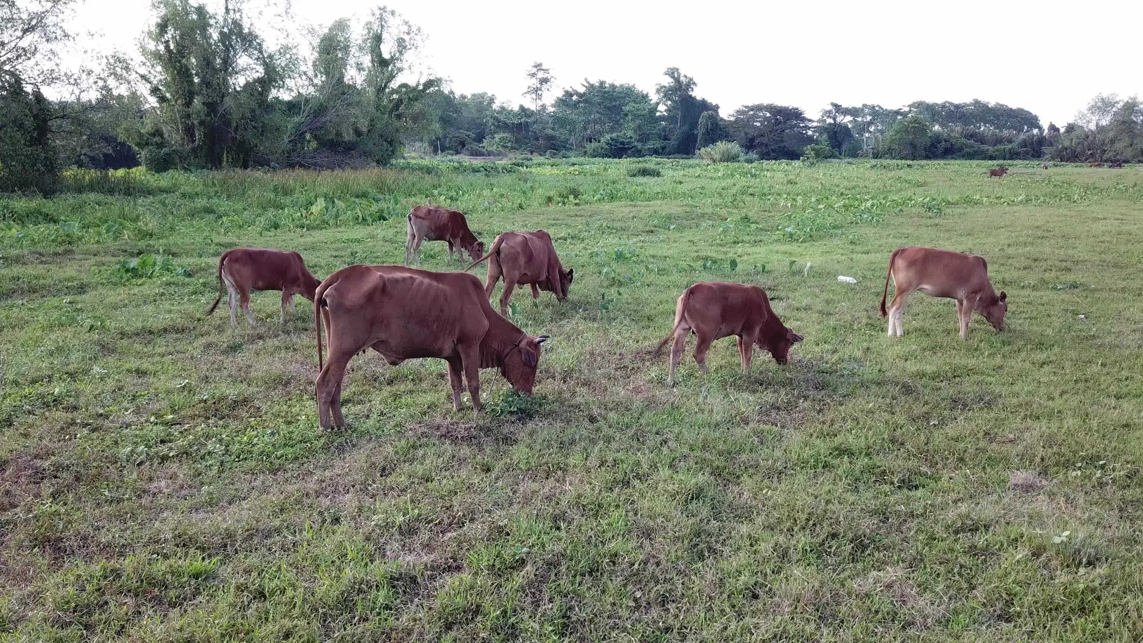 A group of cows grazing grass in field at rural area of Southeast Asia ...