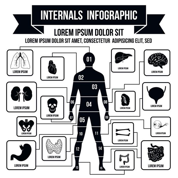 Human Body Infographic Vector Art, Icons, and Graphics for Free Download