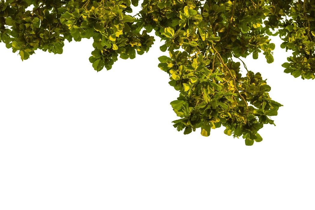 Green Leaves Isolated Stock Photos, Images and Backgrounds for Free ...