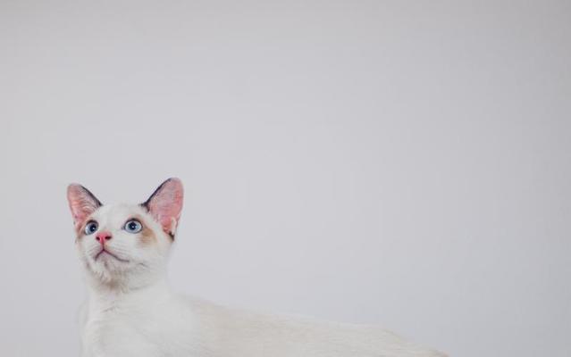 Cat White Background Stock Photos, Images and Backgrounds for Free Download