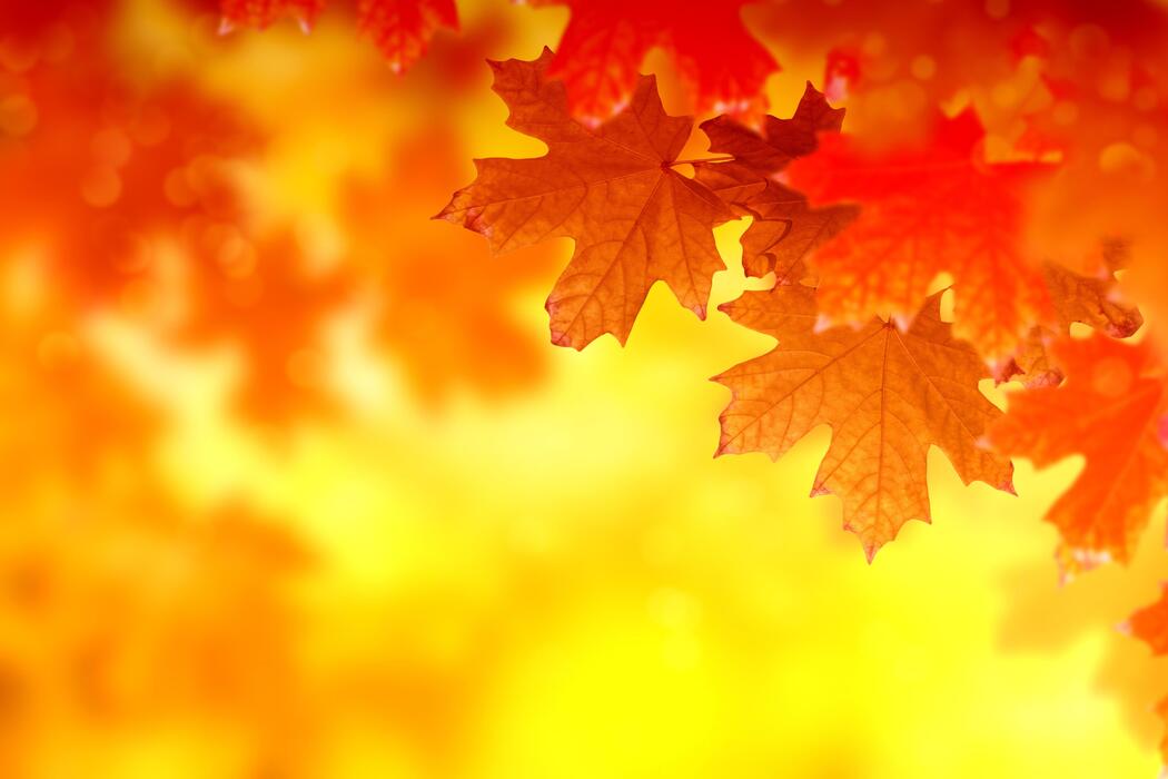 Autumn Stock Photos, Images and Backgrounds for Free Download