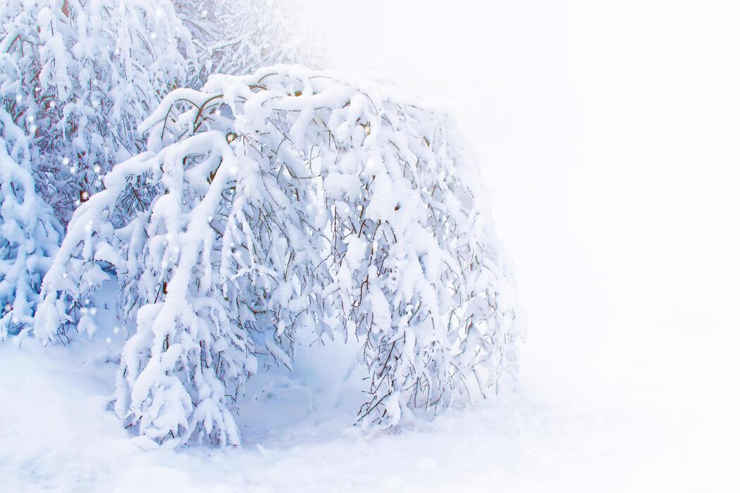 Snow Covered Tree Background Stock Photos, Images and Backgrounds for ...
