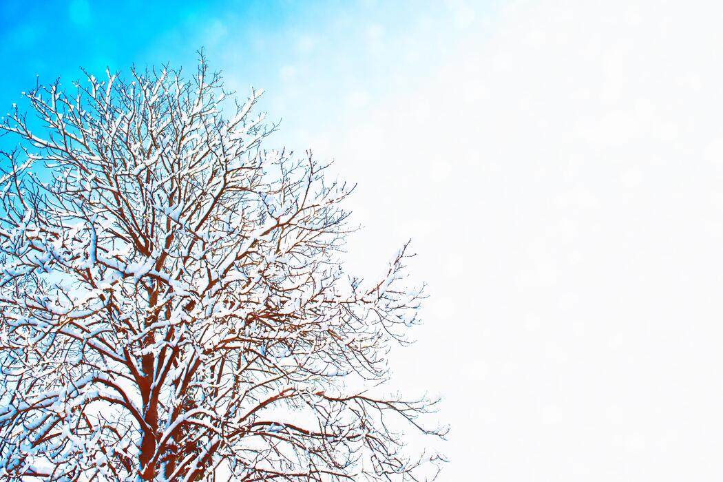 Snow Covered Tree Background Stock Photos, Images and Backgrounds for ...