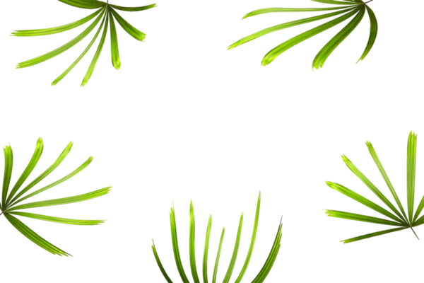 Page 4 Palm Leaves Png Pngs For Free Download