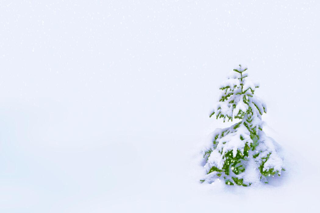 Snow Covered Tree Background Stock Photos, Images and Backgrounds for ...