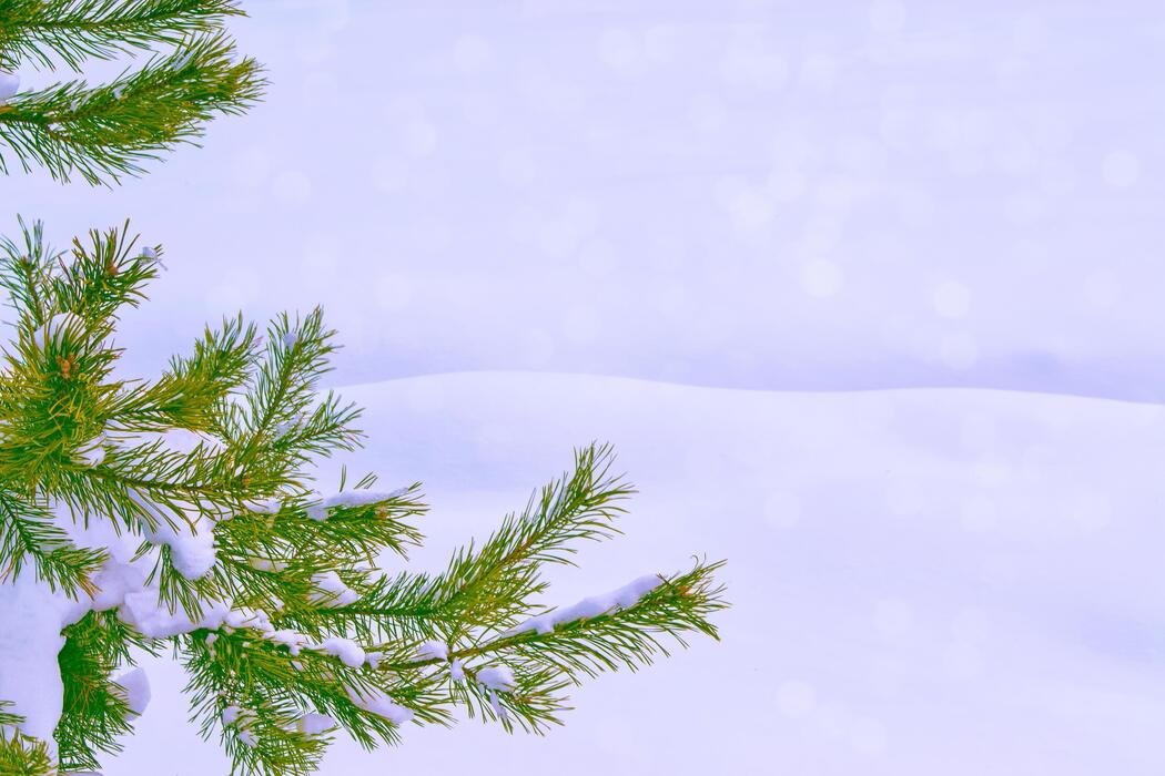 Snow Covered Tree Background Stock Photos, Images and Backgrounds for ...