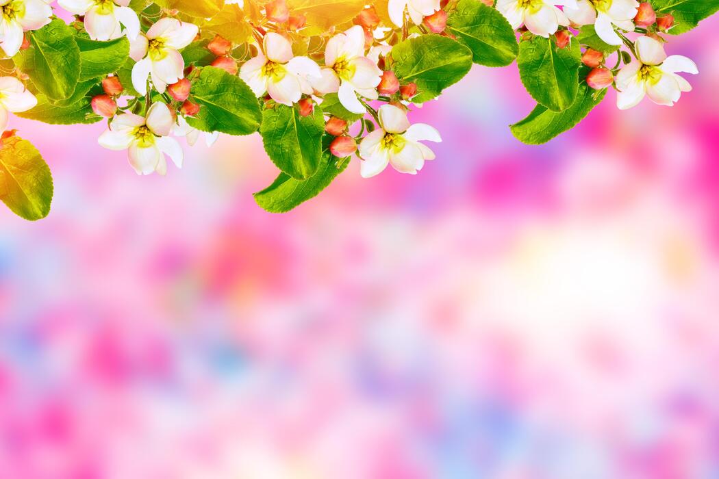 Colorful Spring Background Stock Photos, Images and Backgrounds for ...
