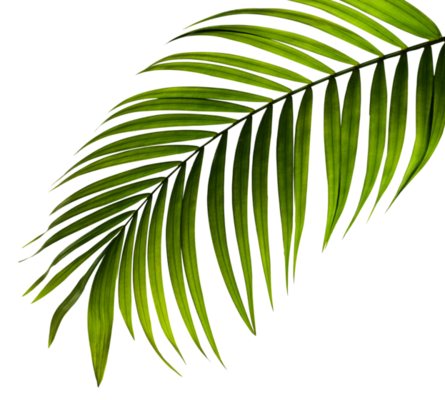Palm tree leaf store