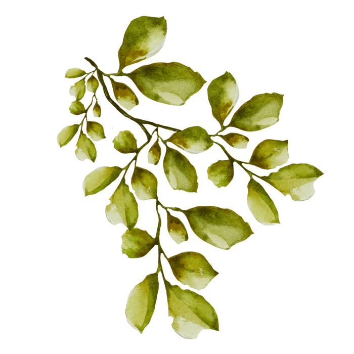 Tree With Branches PNGs for Free Download