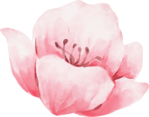 Flor De Durazno Png Para Descargar Gratis