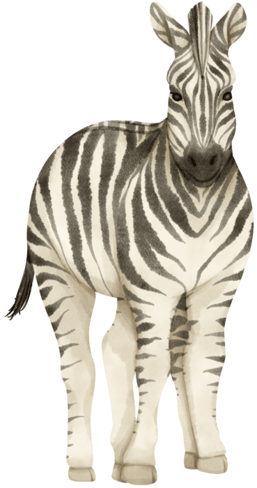 Zebra Watercolor PNGs for Free Download