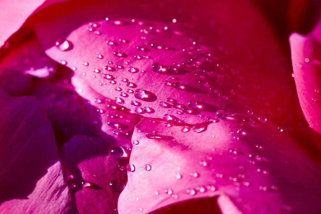Rose Water Drops Stock Photos, Images and Backgrounds for Free Download
