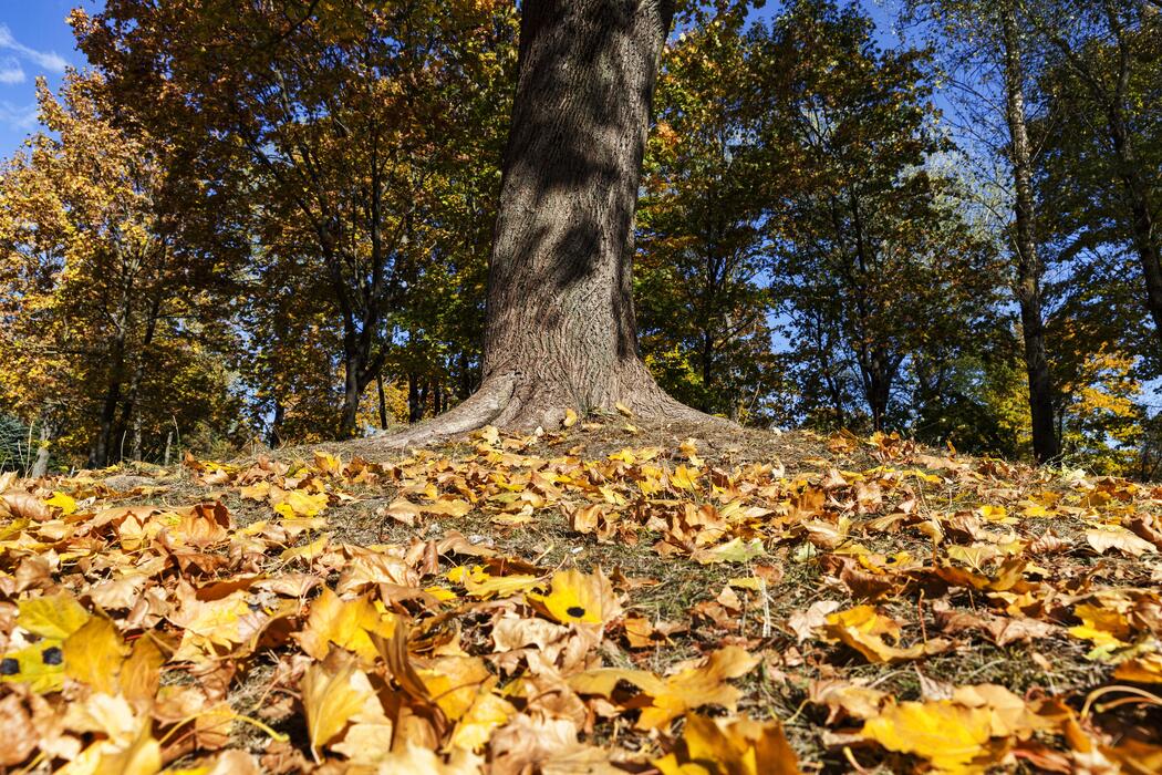 Tree With Falling Leaves Stock Photos, Images and Backgrounds for Free ...