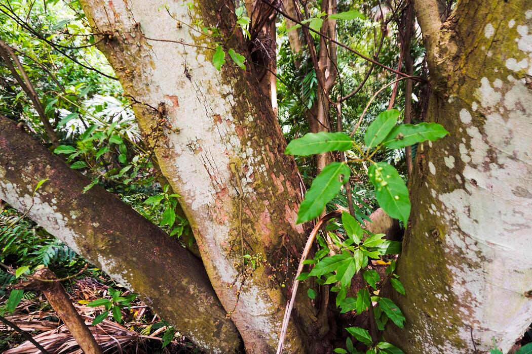 Rainforest Tree Stock Photos, Images and Backgrounds for Free Download