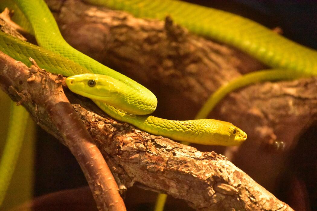 Green Tree Python Stock Photos, Images and Backgrounds for Free Download