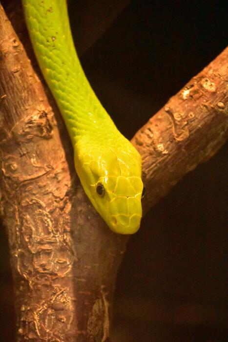 Snake Tree Stock Photos, Images and Backgrounds for Free Download