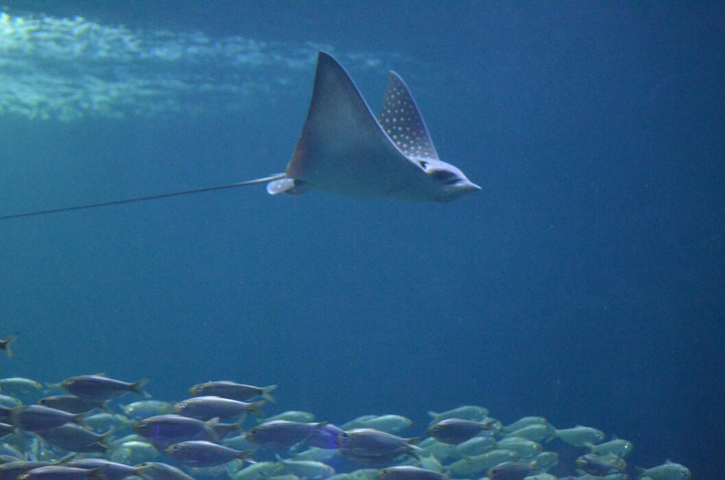 Ray Fish Stock Photos, Images and Backgrounds for Free Download