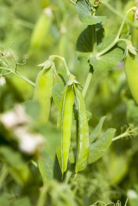 Pea Pod Stock Photos, Images and Backgrounds for Free Download