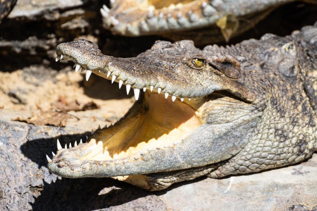 Crocodile Teeth Stock Photos, Images and Backgrounds for Free Download