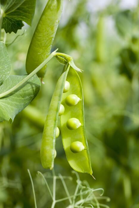 Pea Pod Stock Photos, Images and Backgrounds for Free Download