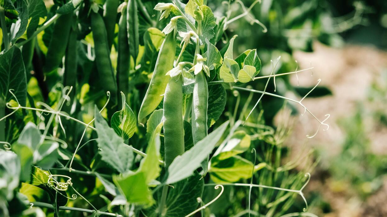 Pea Pod Stock Photos, Images and Backgrounds for Free Download