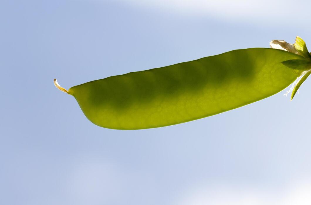 Pea Pod Stock Photos, Images and Backgrounds for Free Download