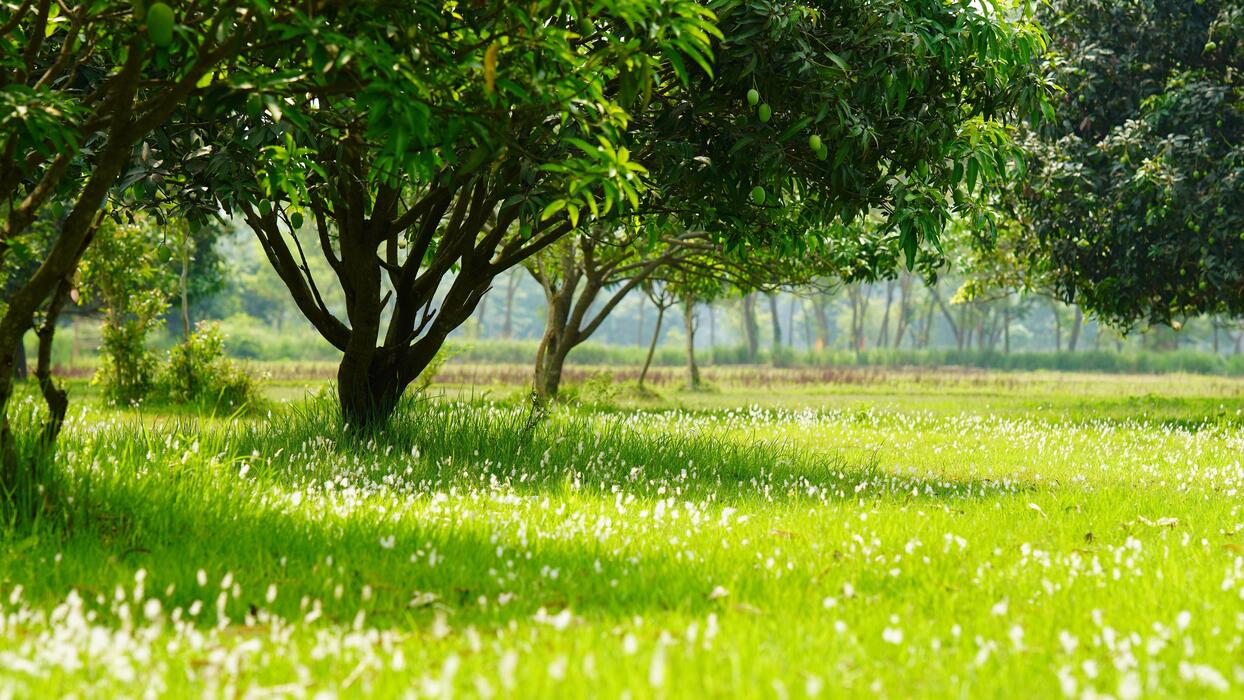 Grass And Trees Background Stock Photos, Images and Backgrounds for ...