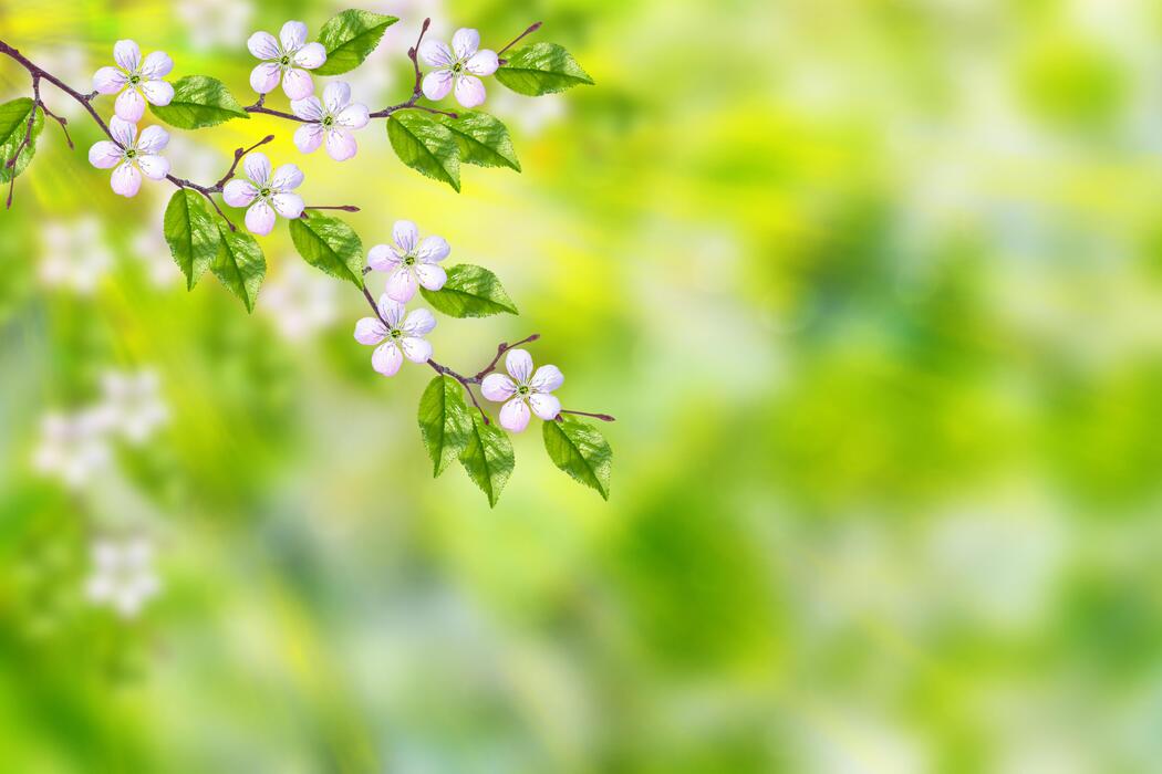Green Spring Background Stock Photos, Images and Backgrounds for Free ...