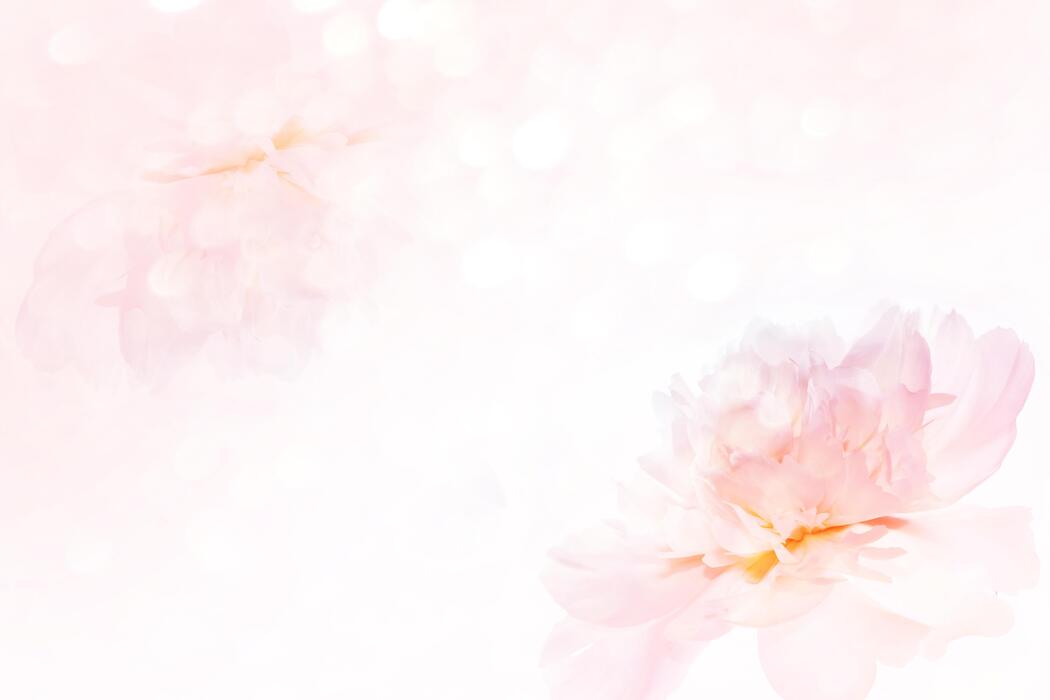 Soft Flower Background Stock Photos, Images and Backgrounds for Free ...