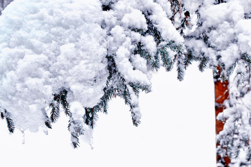 Snow Covered Tree Background Stock Photos, Images and Backgrounds for ...