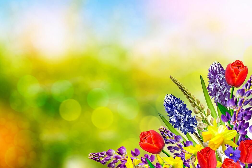 Colorful Spring Background Stock Photos, Images and Backgrounds for ...
