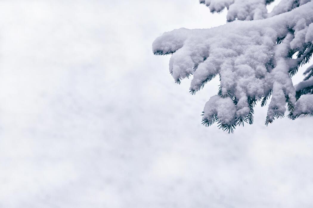 Snow Covered Tree Background Stock Photos, Images and Backgrounds for ...