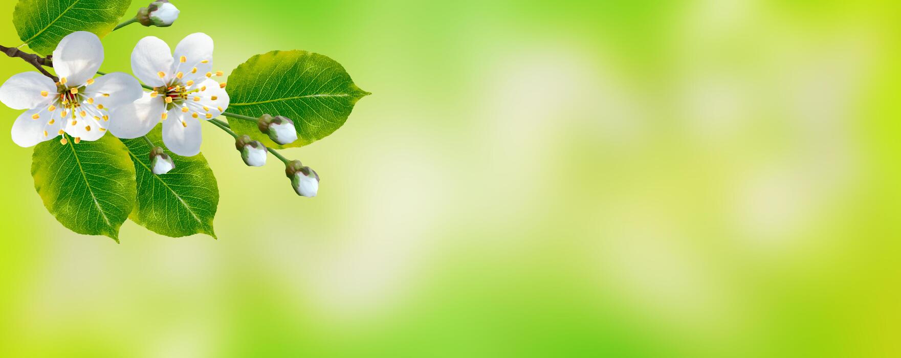 Green Spring Background Stock Photos, Images and Backgrounds for Free ...